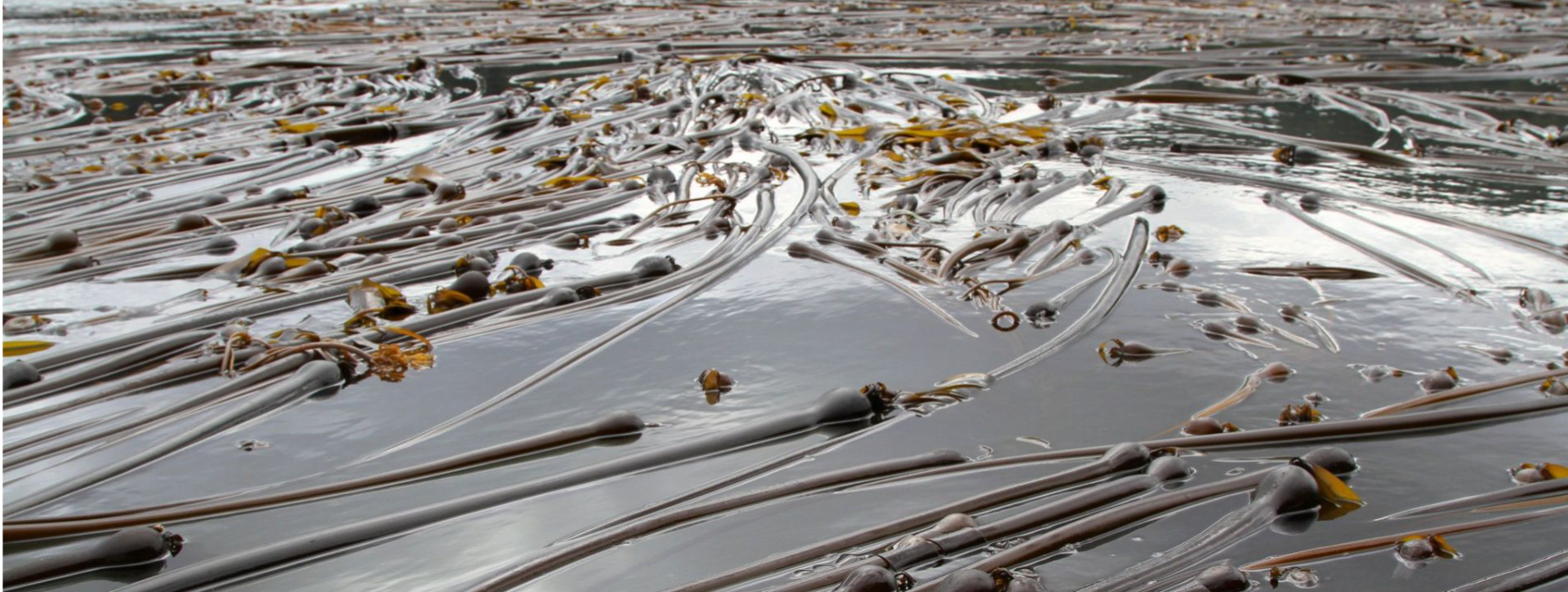 Samish Indian Nation